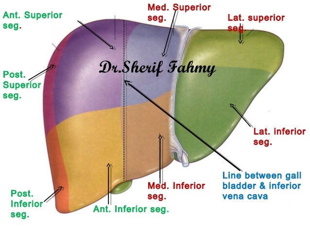 The Liver (Anatomy of the Abdomen)