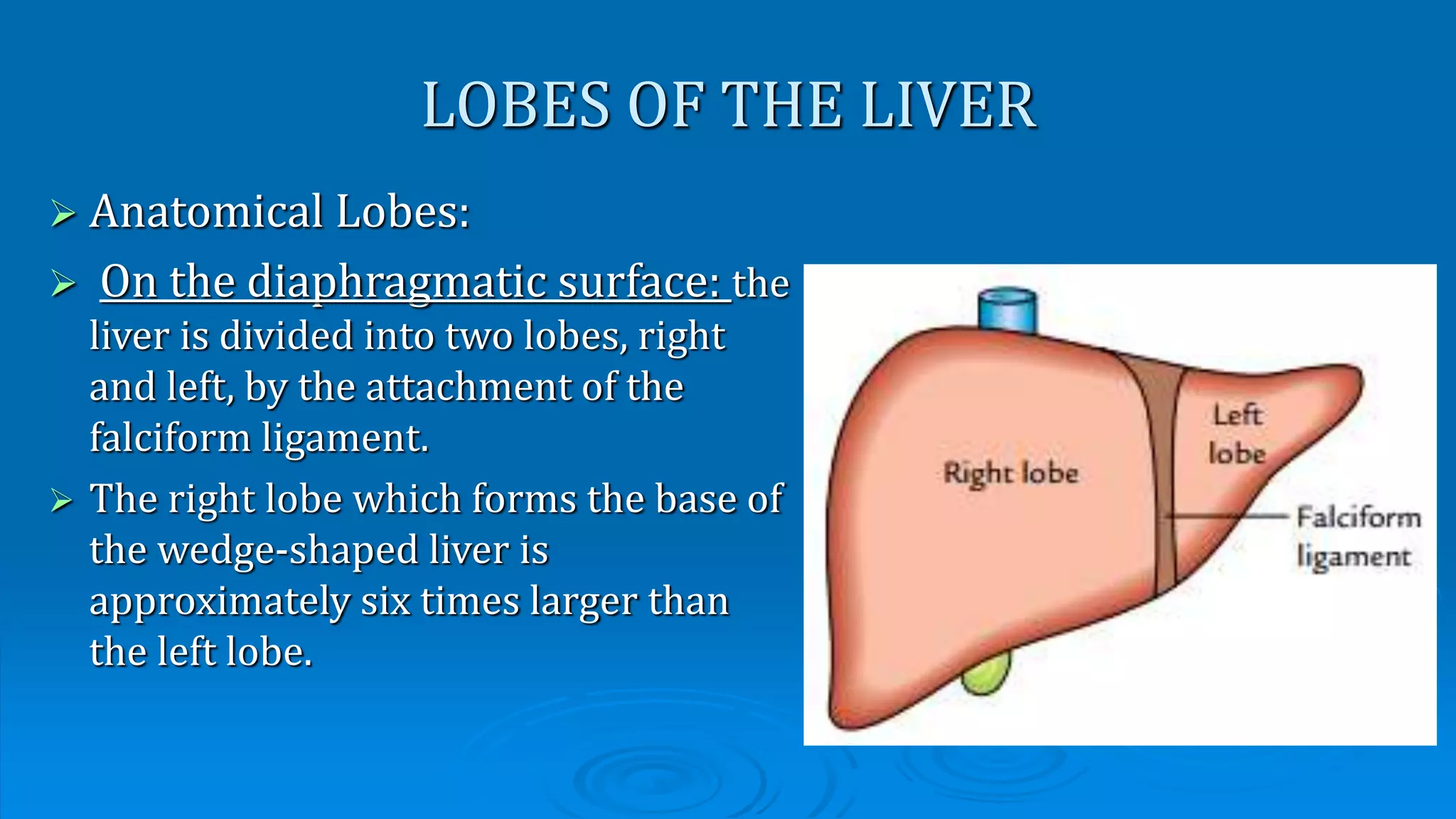 Liver | PPTX