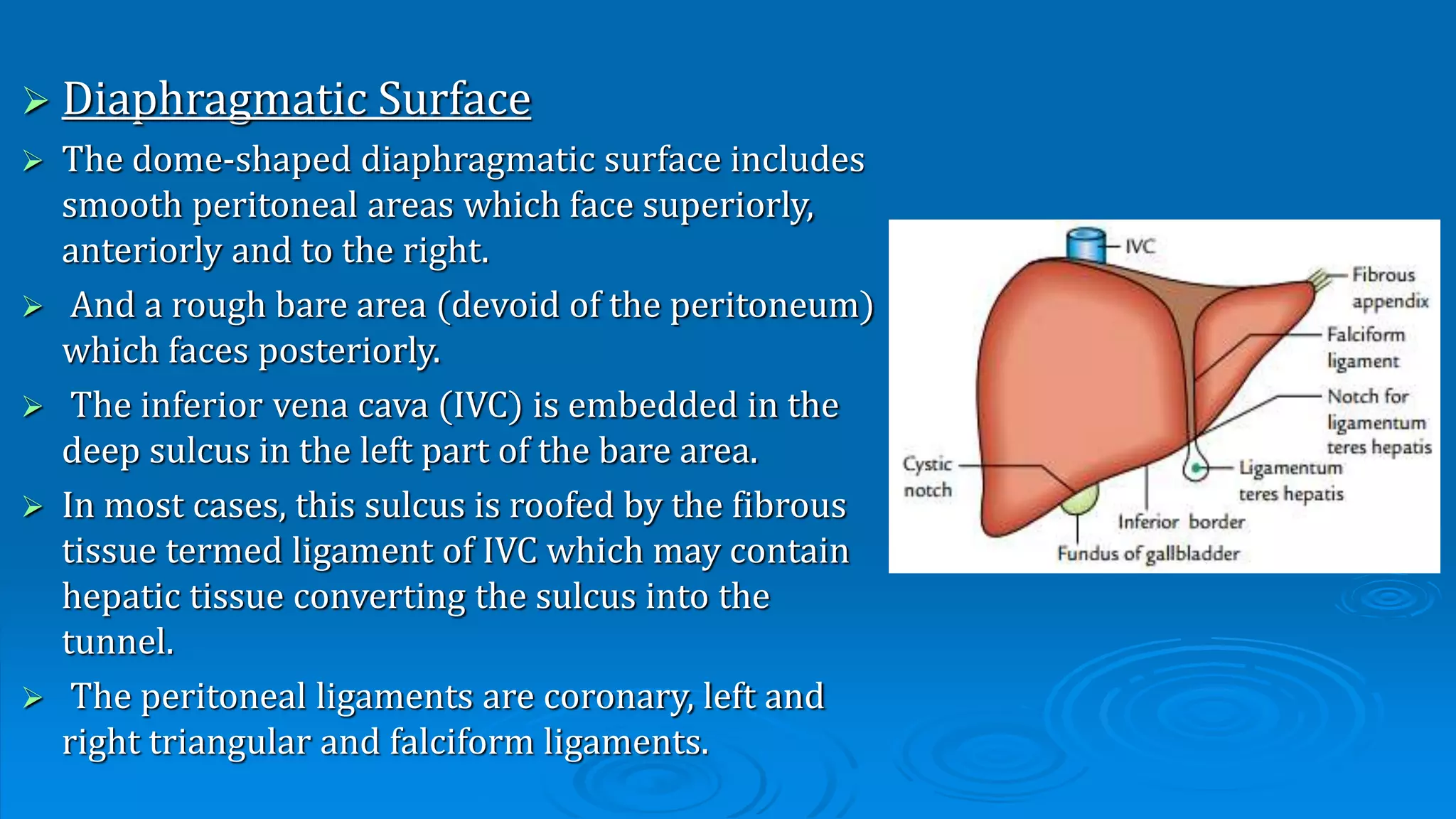 Liver | PPTX