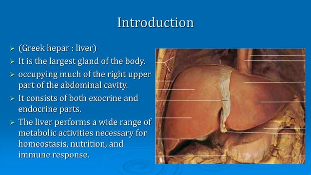 Liver | PPTX