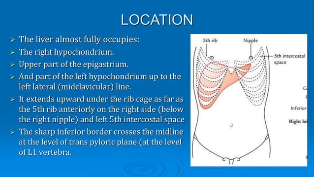Liver | PPTX
