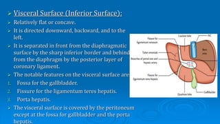 Diaphragmatic Surface Of Liver