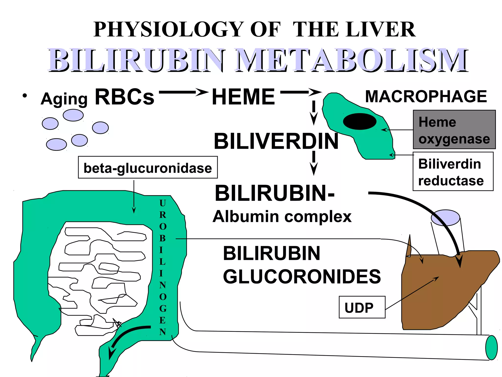 LIVER PATHOLOGY | PPT