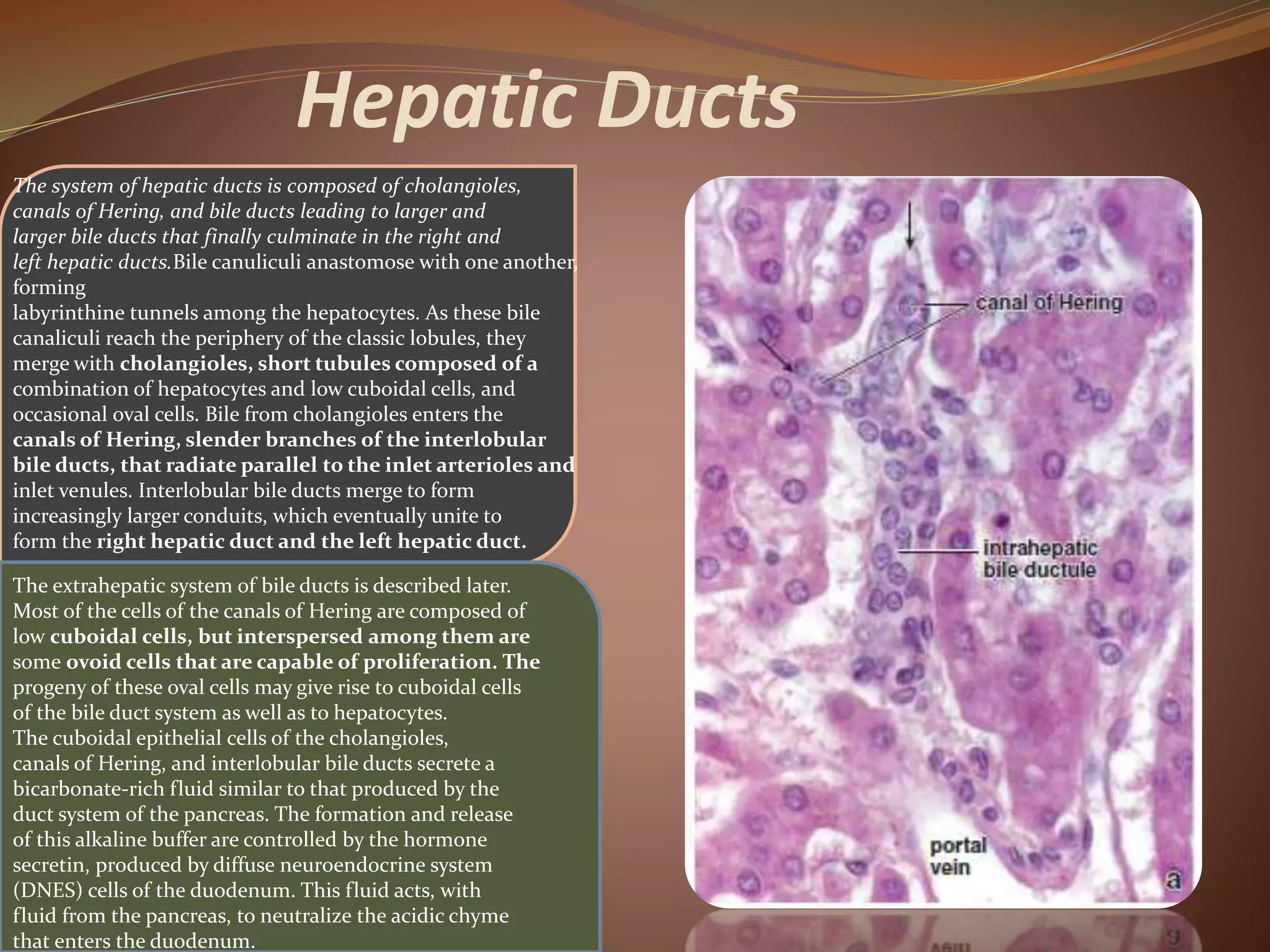 Liver anatomy and histology | PPTX