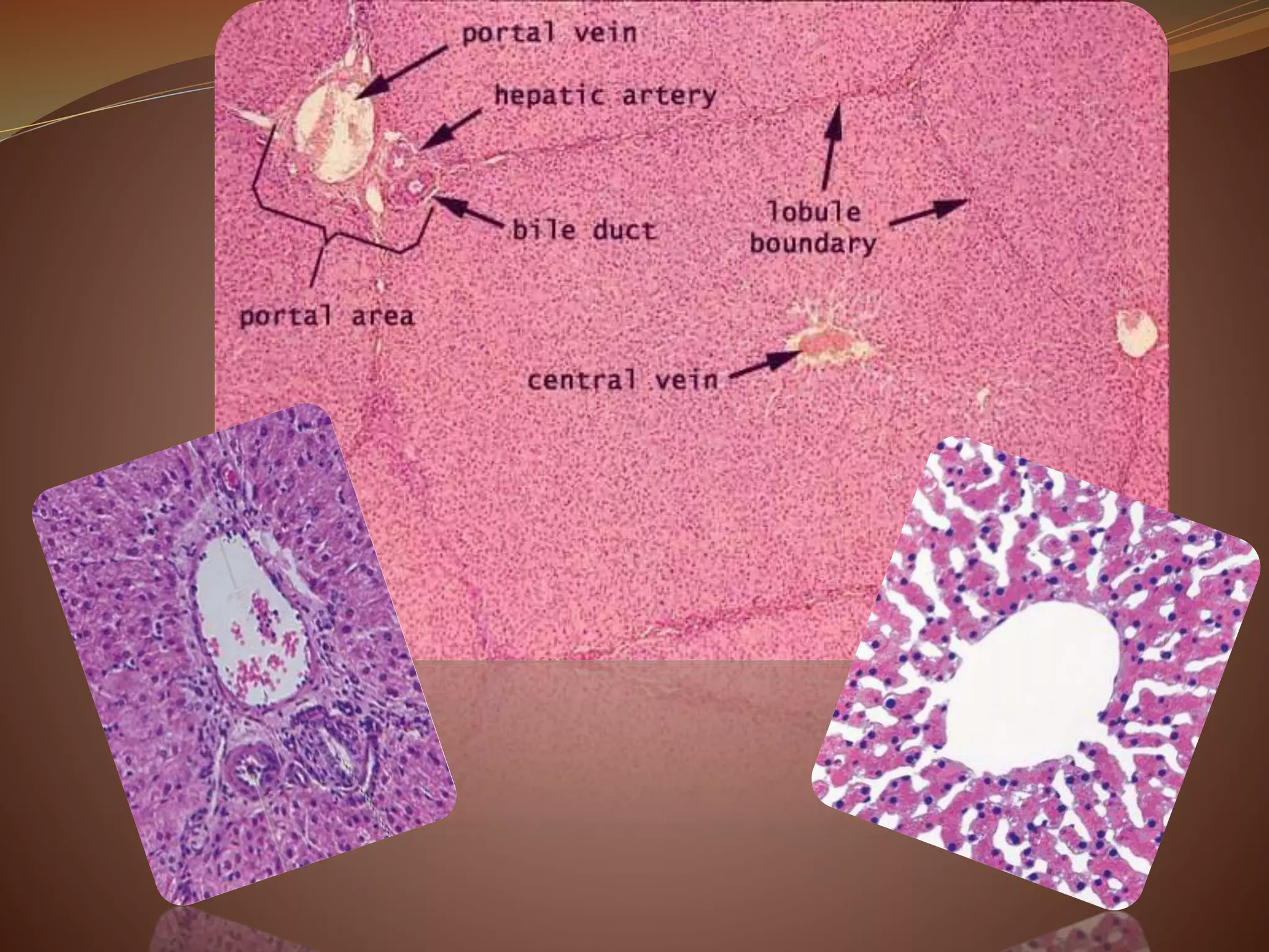 Liver anatomy and histology | PPTX