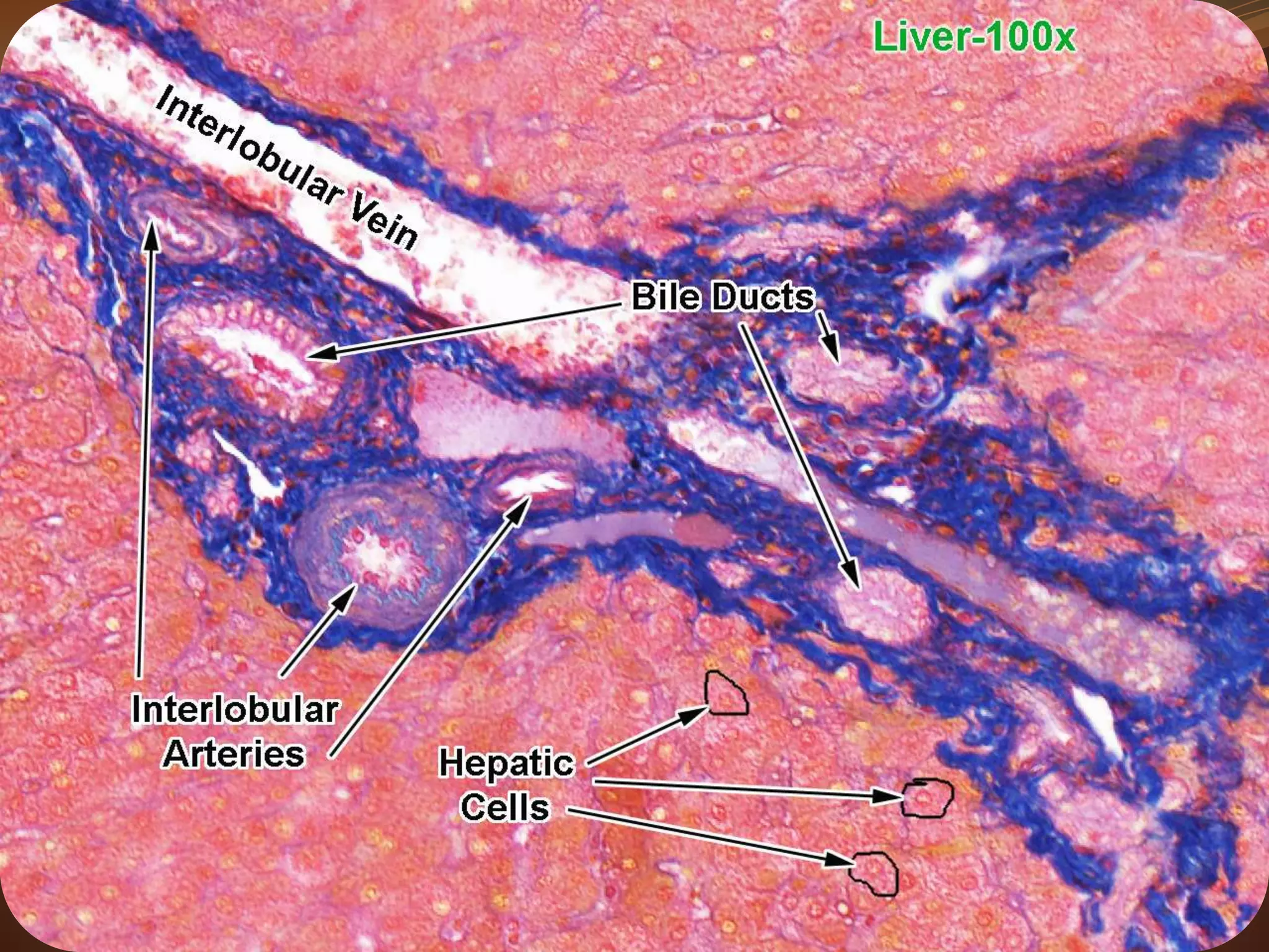 Liver anatomy and histology | PPTX
