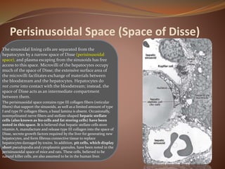 Liver anatomy and histology | PPTX