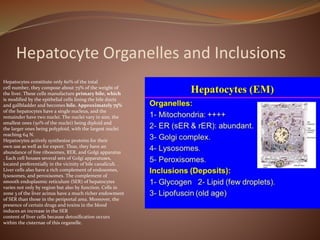 Liver anatomy and histology | PPTX