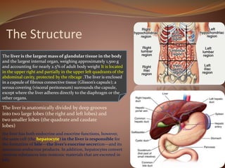 Liver anatomy and histology | PPTX