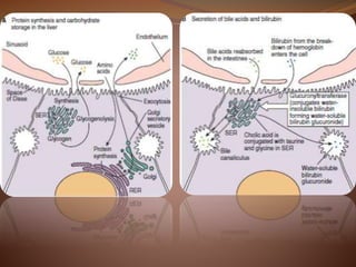Liver anatomy and histology | PPTX