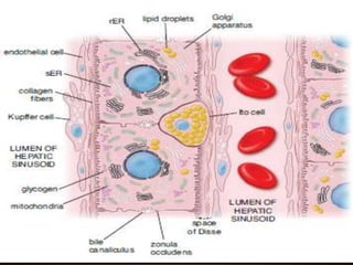 Liver Cell Diagram