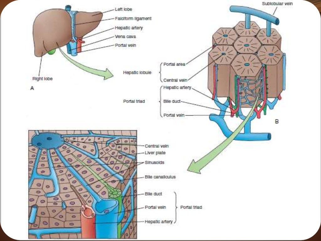 Liver anatomy and histology