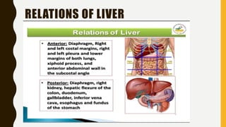 Liver | PPT