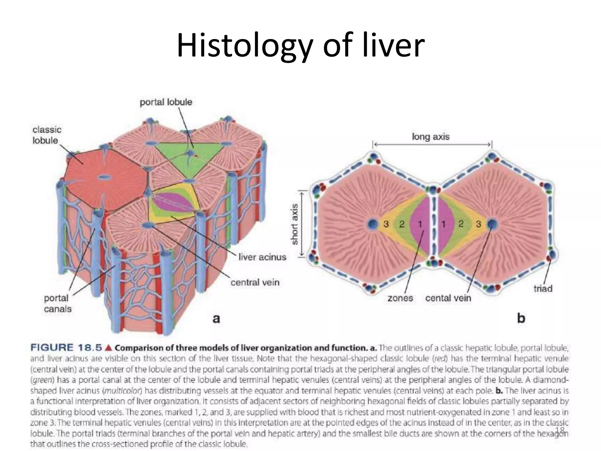 ALD, Cirrhosis, PBC and PSC | PPTX