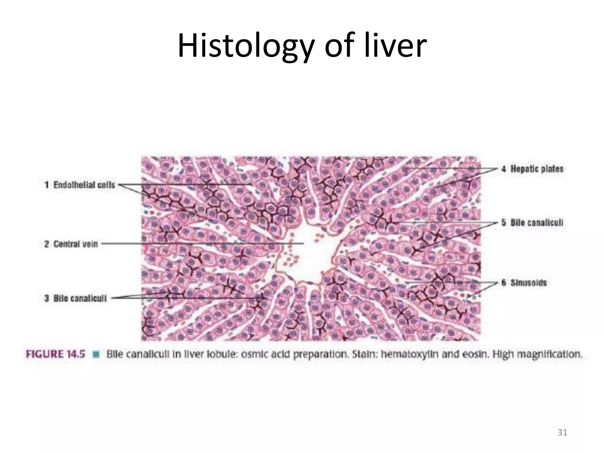 ALD, Cirrhosis, PBC and PSC | PPTX