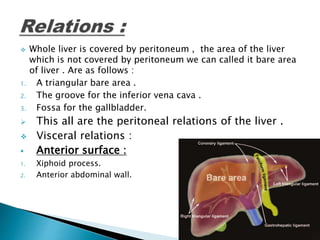 liver.pptx
