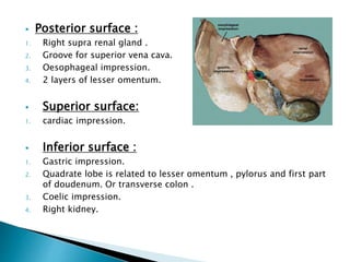 liver.pptx