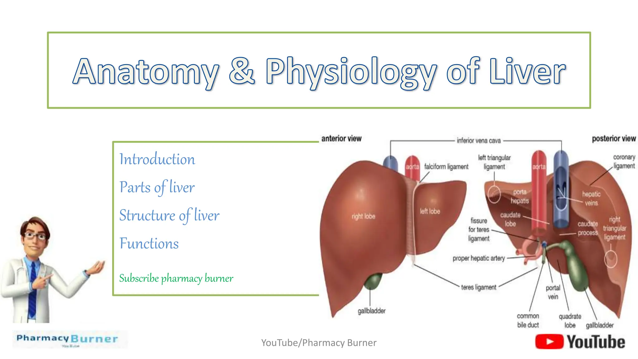 Liver Anatomy & Physiology | Parts of Liver | Structure & Functions of Liver | PPTX