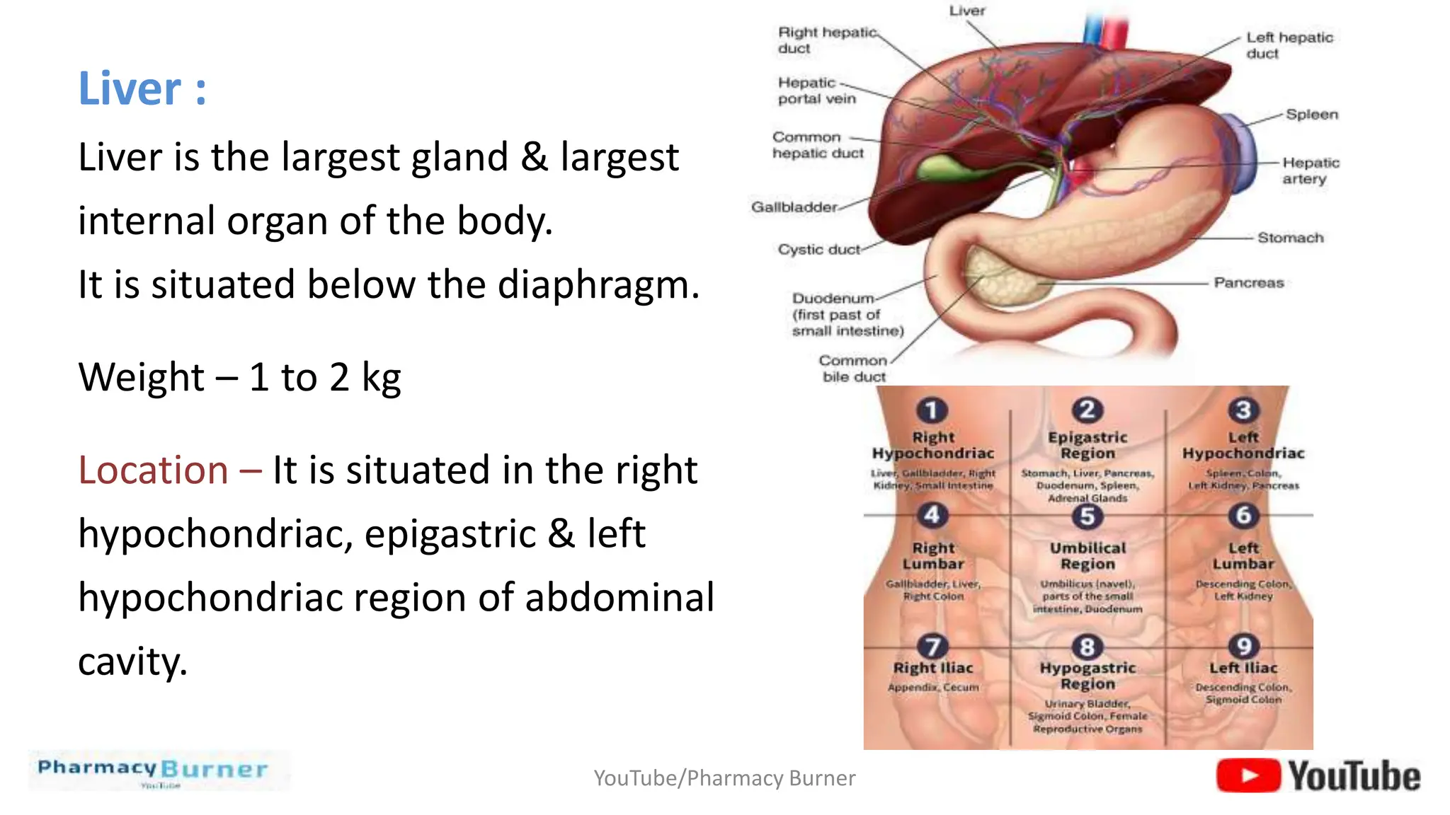 Liver Anatomy & Physiology | Parts of Liver | Structure & Functions of ...