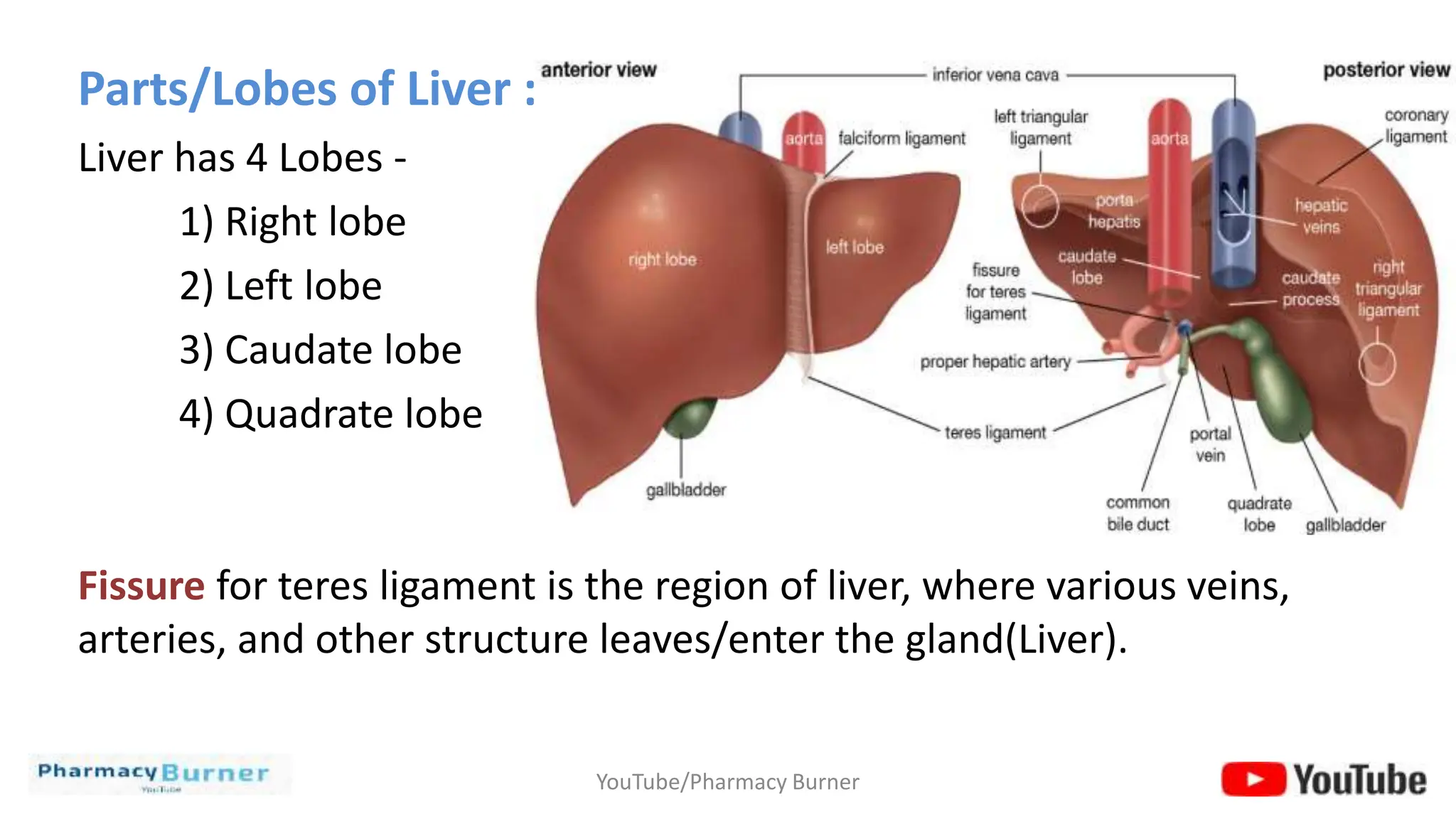 Liver Anatomy & Physiology | Parts of Liver | Structure & Functions of Liver | PPTX