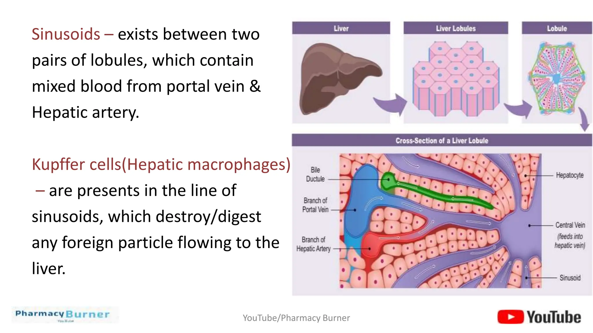 Liver Anatomy & Physiology | Parts of Liver | Structure & Functions of ...