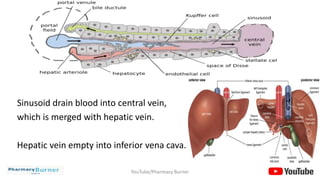 Liver Anatomy & Physiology | Parts of Liver | Structure & Functions of ...