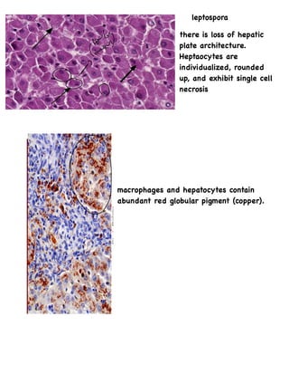 pathology photo | PDF