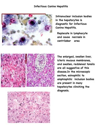 pathology photo | PDF
