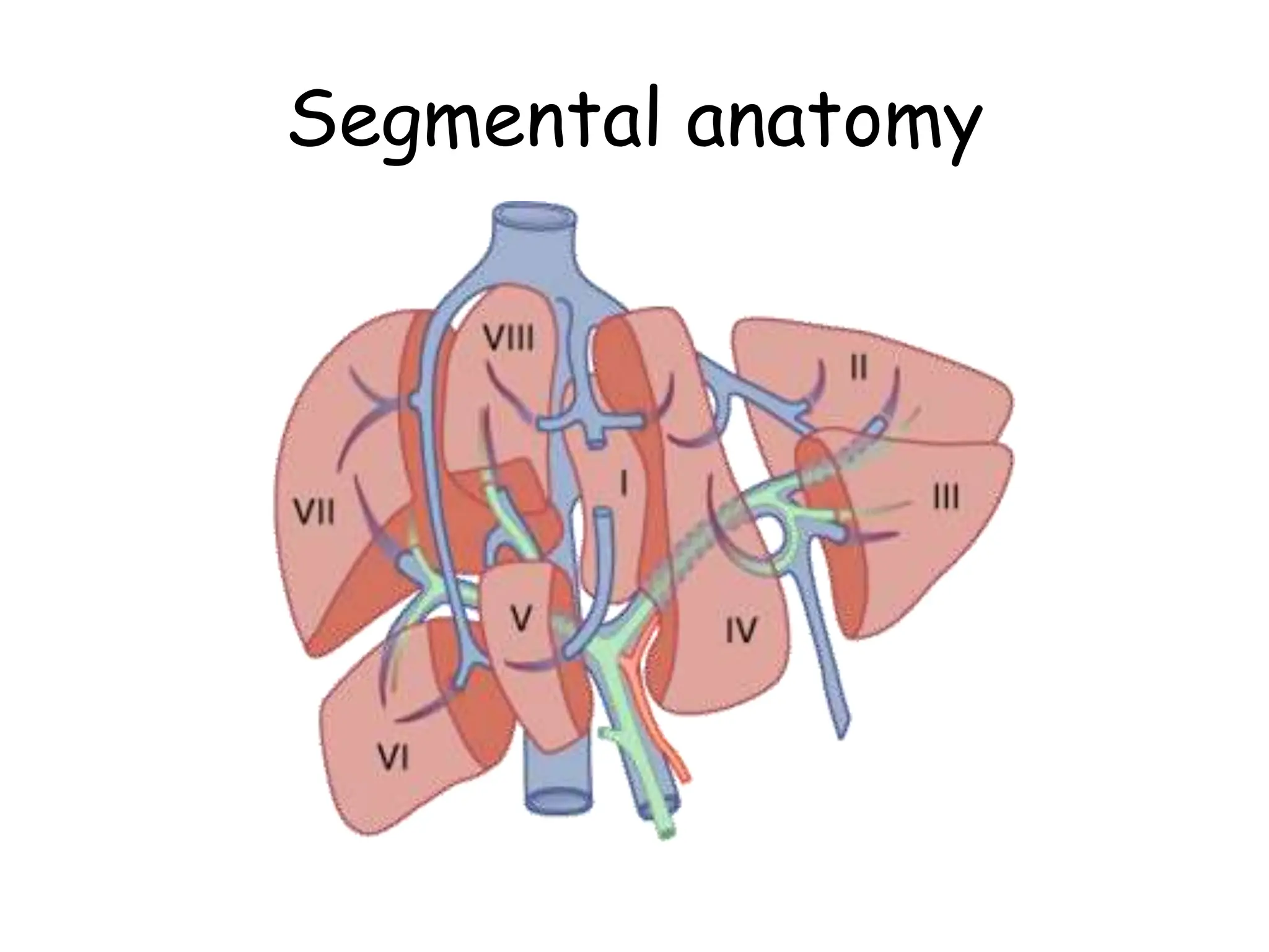Liver Anatomy and Surgery- A guide towards liver resection | PPT