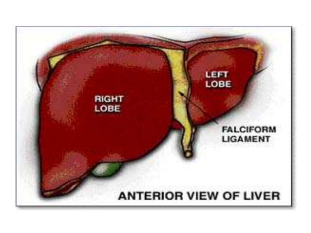 Liver Anatomy and Surgery- A guide towards liver resection | PPT
