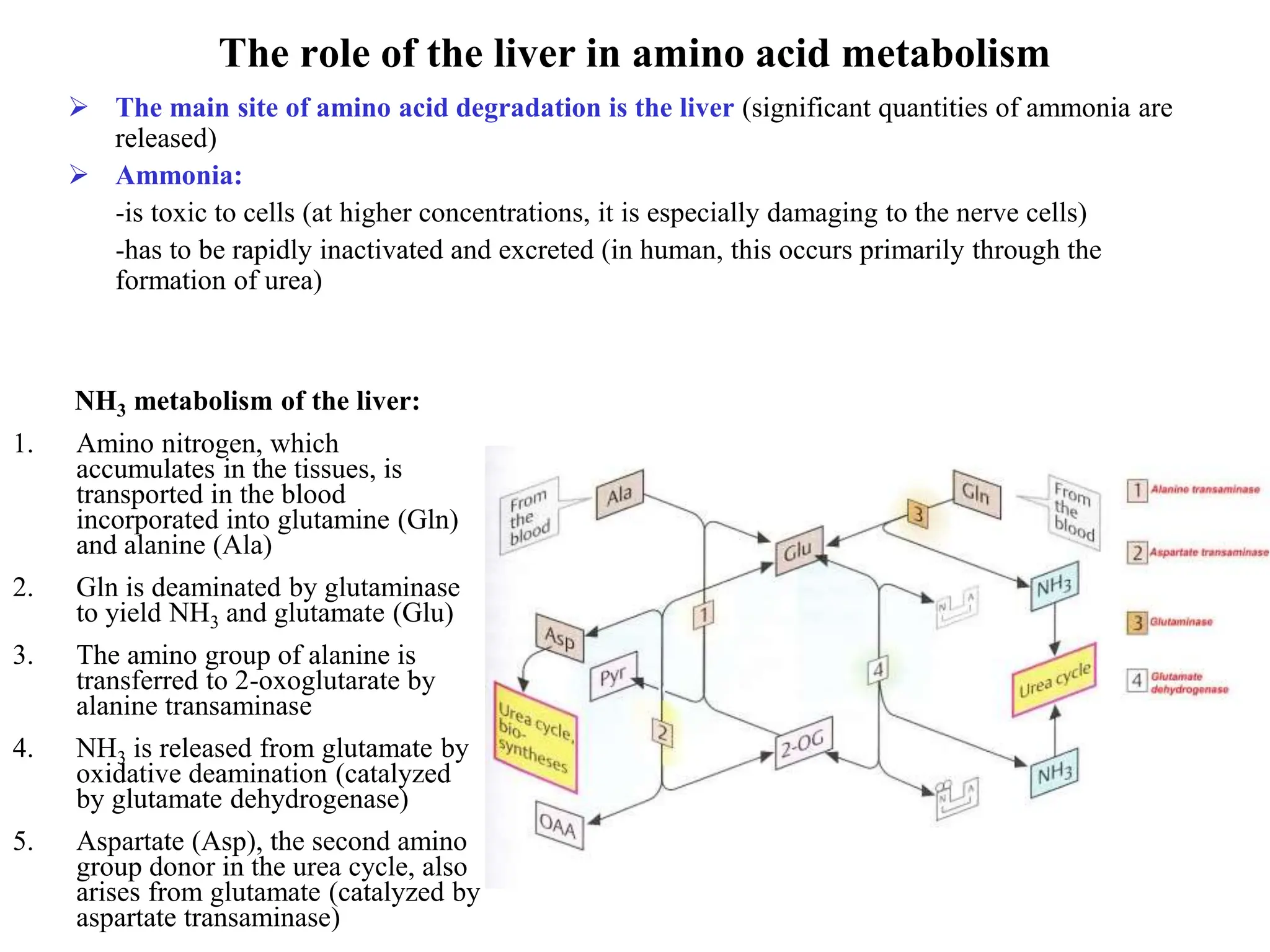liver.ppt Biochemistry and clinical functions | PPT
