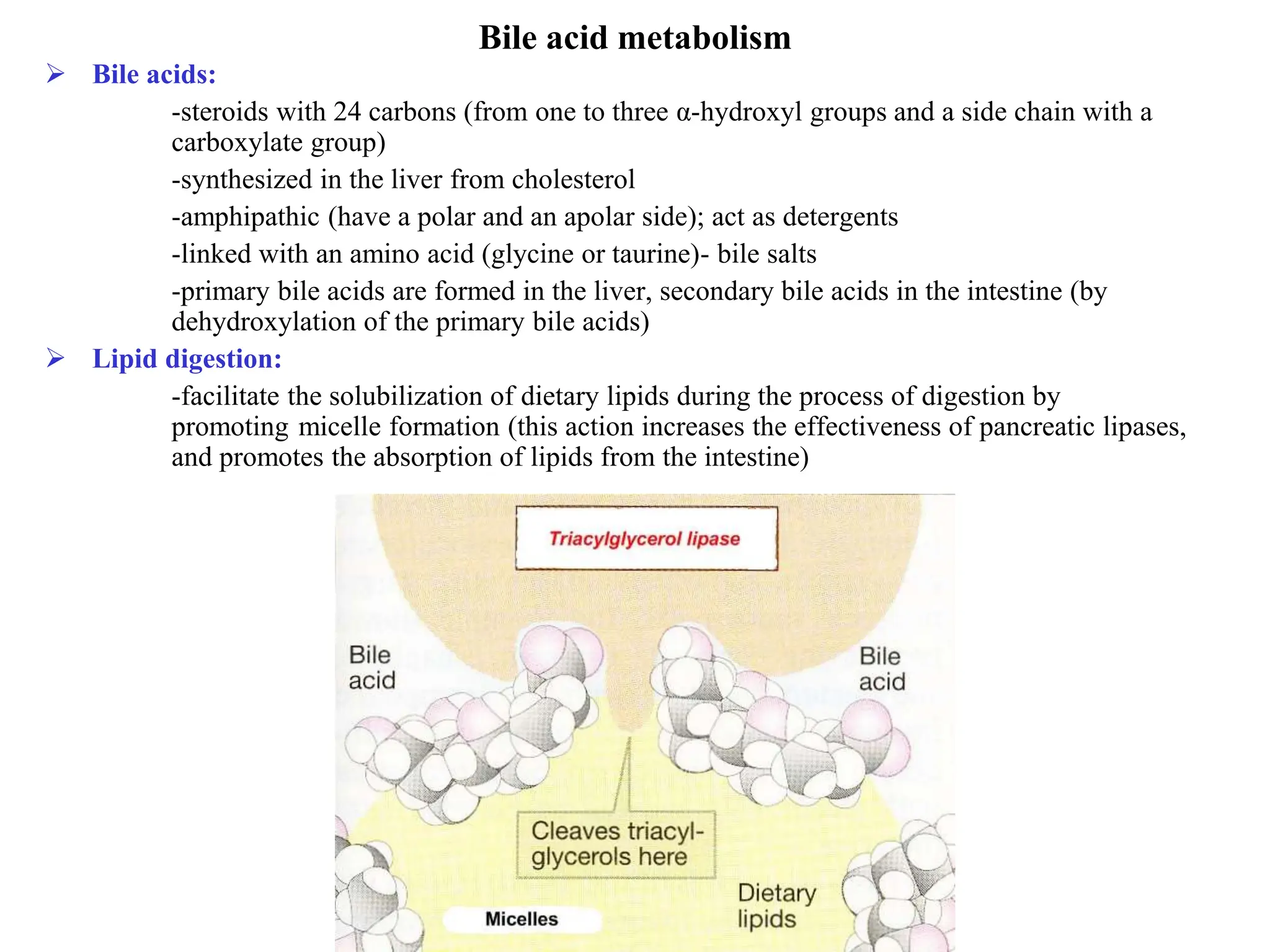 liver.ppt Biochemistry and clinical functions | PPT