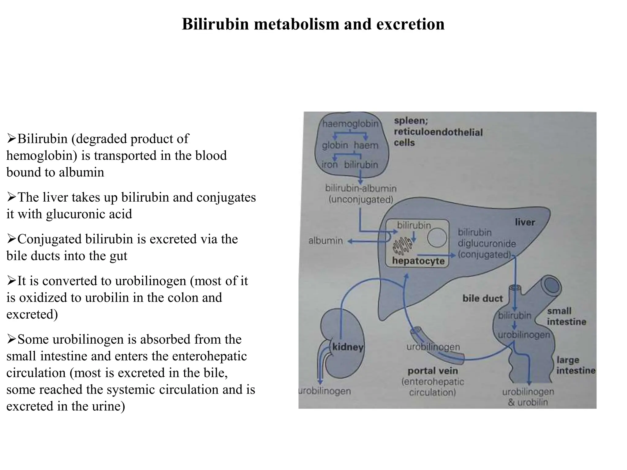 liver.ppt Biochemistry and clinical functions | PPT