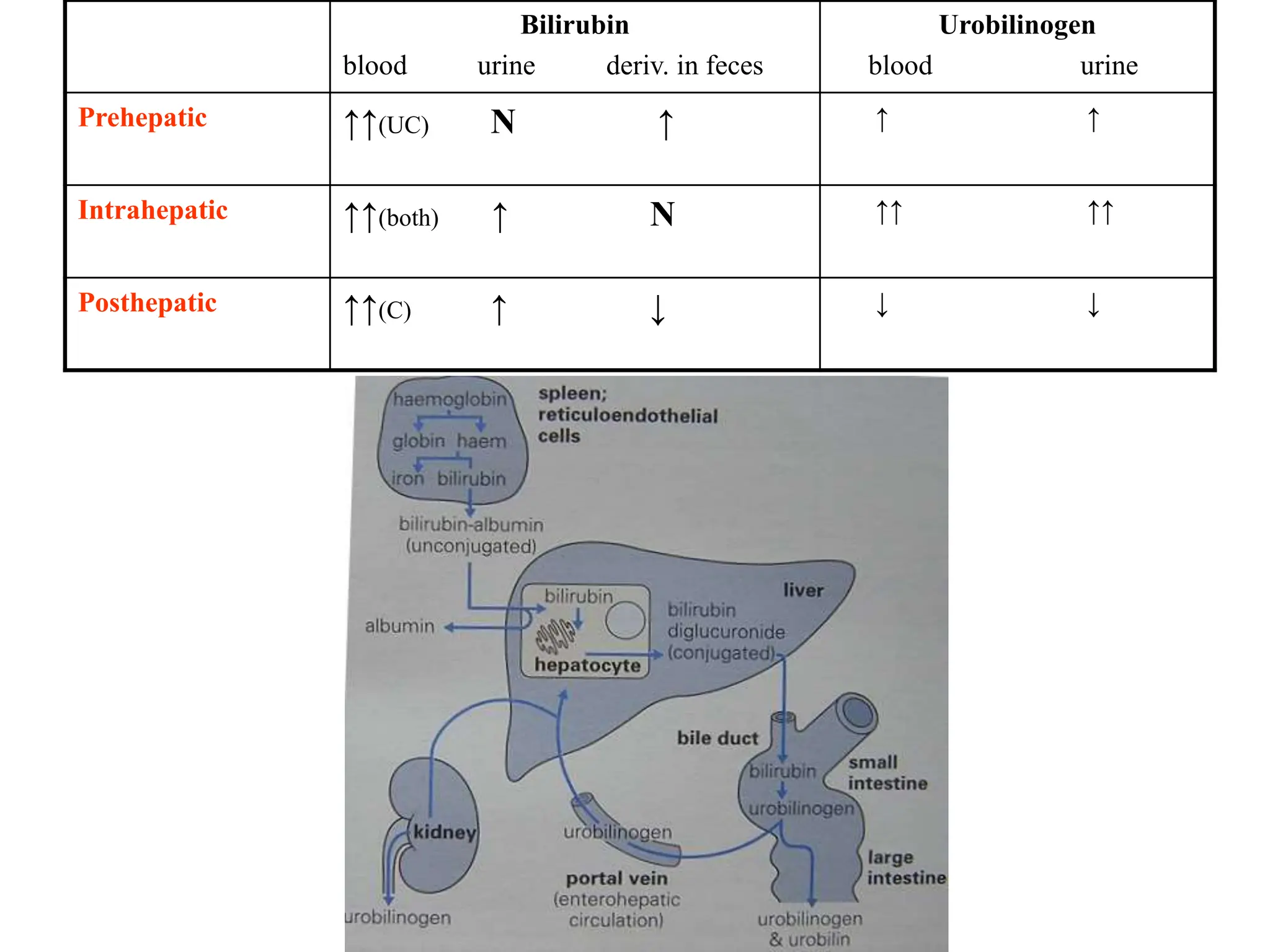 liver.ppt Biochemistry and clinical functions | PPT