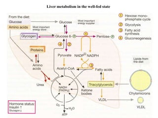 liver.ppt Biochemistry and clinical functions | PPT