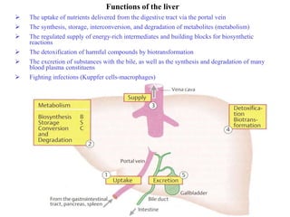 liver.ppt Biochemistry and clinical functions | PPT