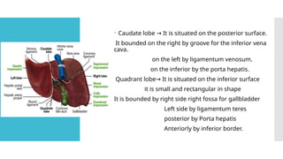 Liver.... introduction, feature, clinical anatomy | PPTX
