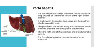 Liver.... introduction, feature, clinical anatomy | PPTX