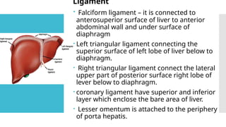 Liver.... introduction, feature, clinical anatomy | PPTX