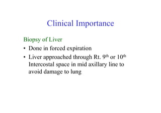 Detailed Gross Anatomy of The Liver for 1st Year MBBS | PDF