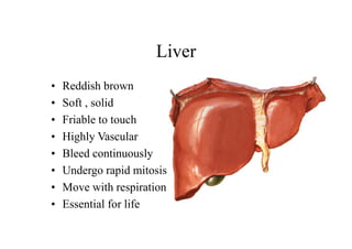 Detailed Gross Anatomy of The Liver for 1st Year MBBS | PDF