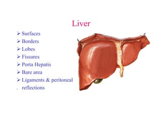 Detailed Gross Anatomy of The Liver for 1st Year MBBS | PDF