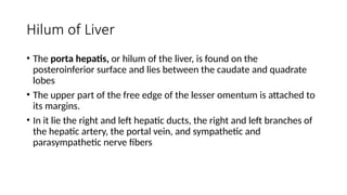 Anatomy and blood supply of the Liver.pptx