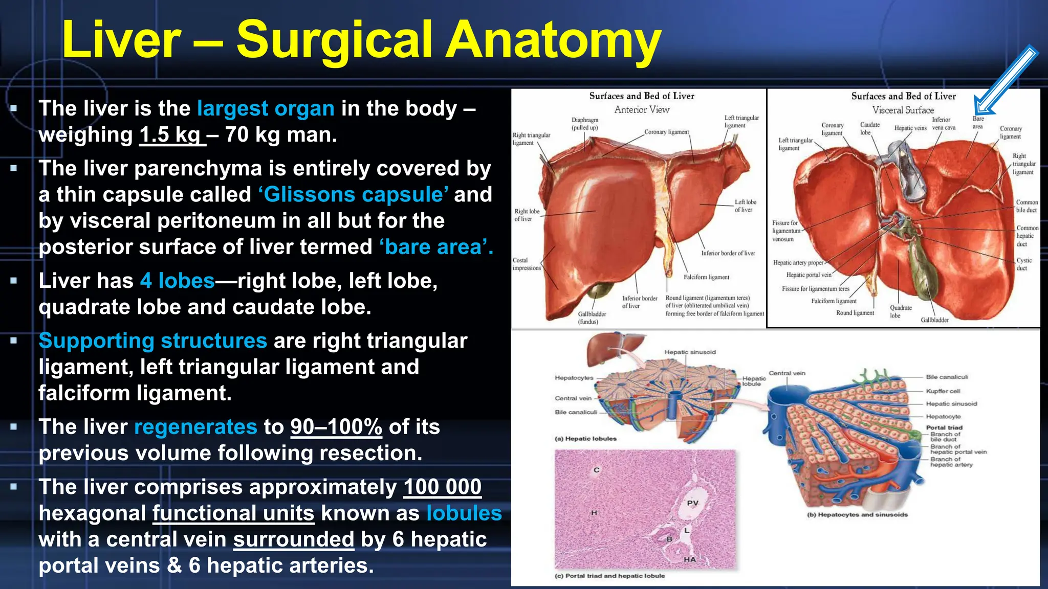 Liver - Surgical Anatomy, Abscess and Liver - Tumours | PDF