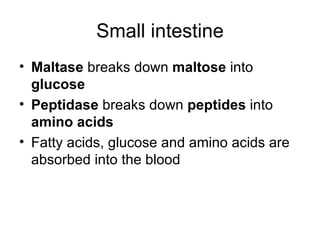 Liver And Pancreas And Small Intestine | PPT