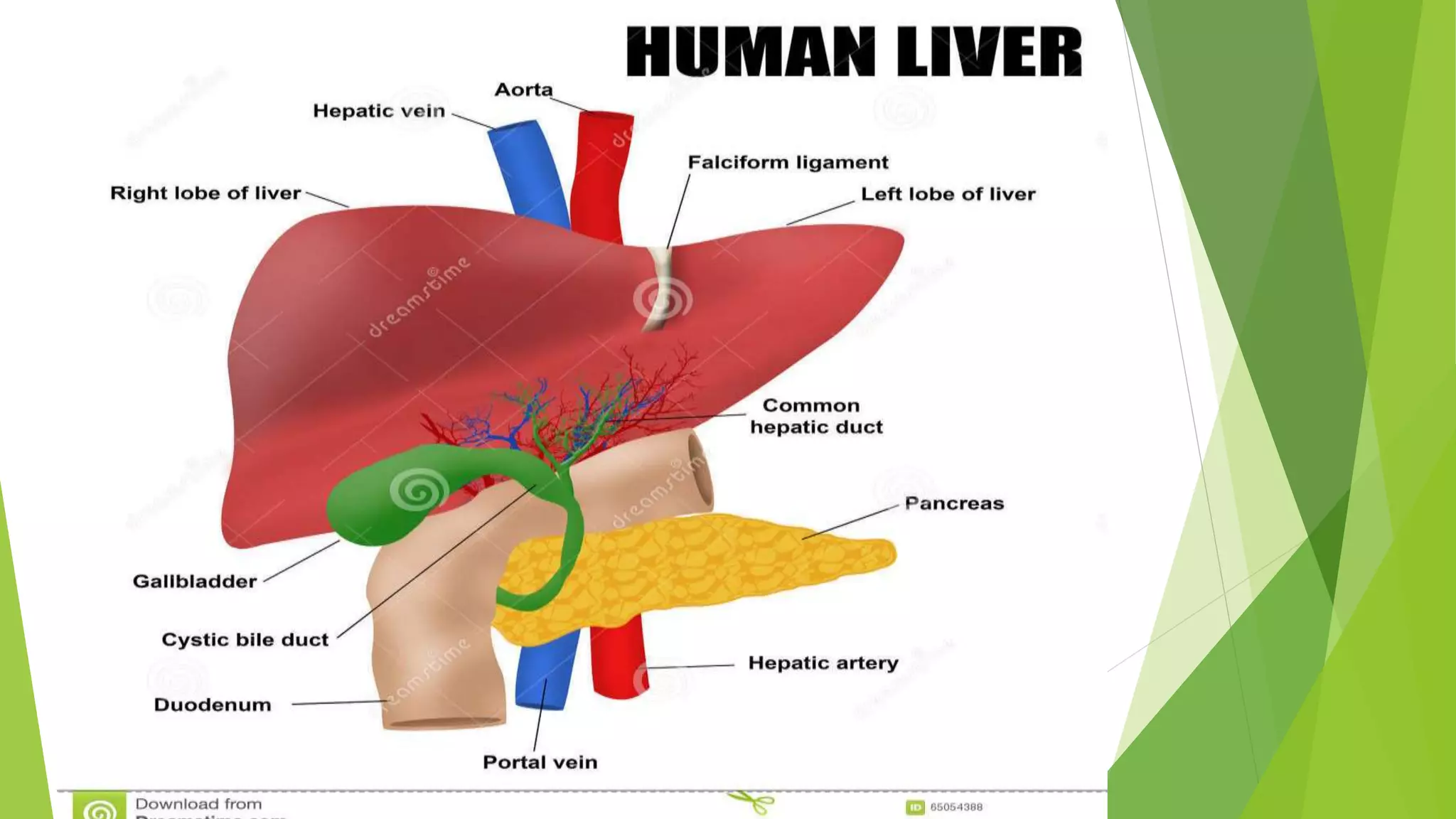 liver-assessments.pptx
