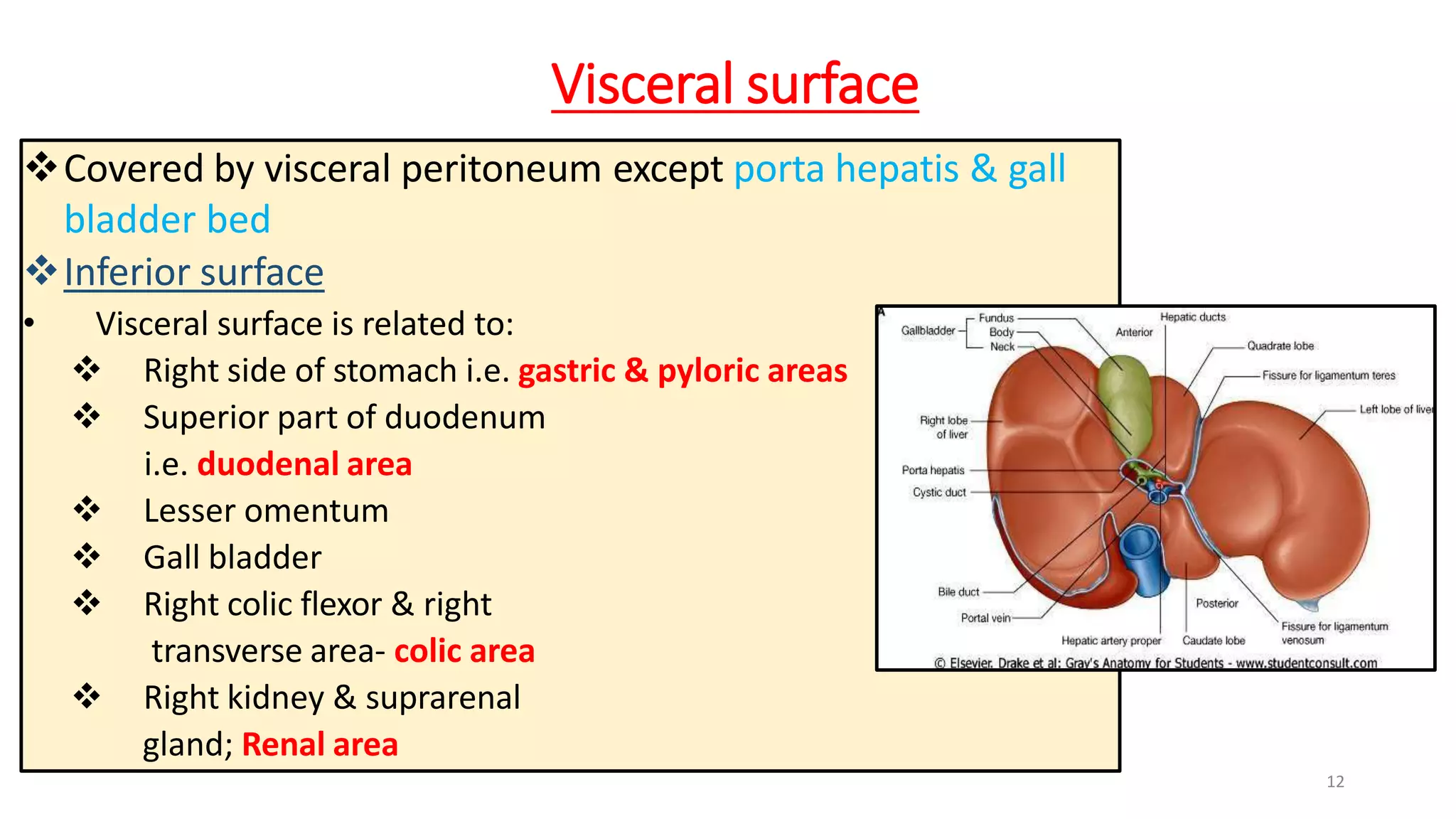 LIVER ANATOMY | PPTX