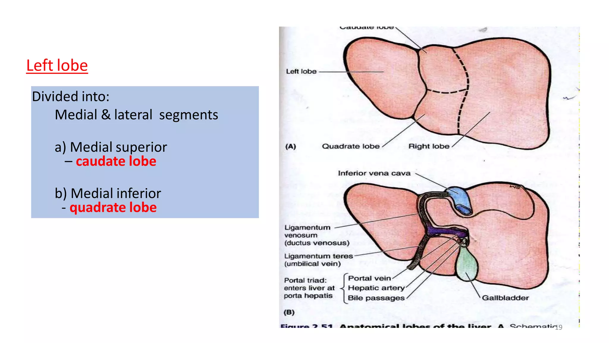 LIVER ANATOMY | PPTX