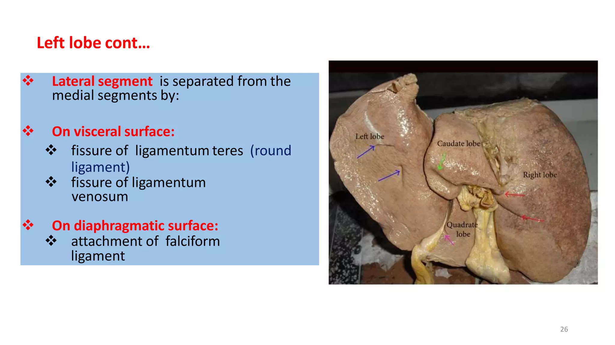 LIVER ANATOMY | PPTX