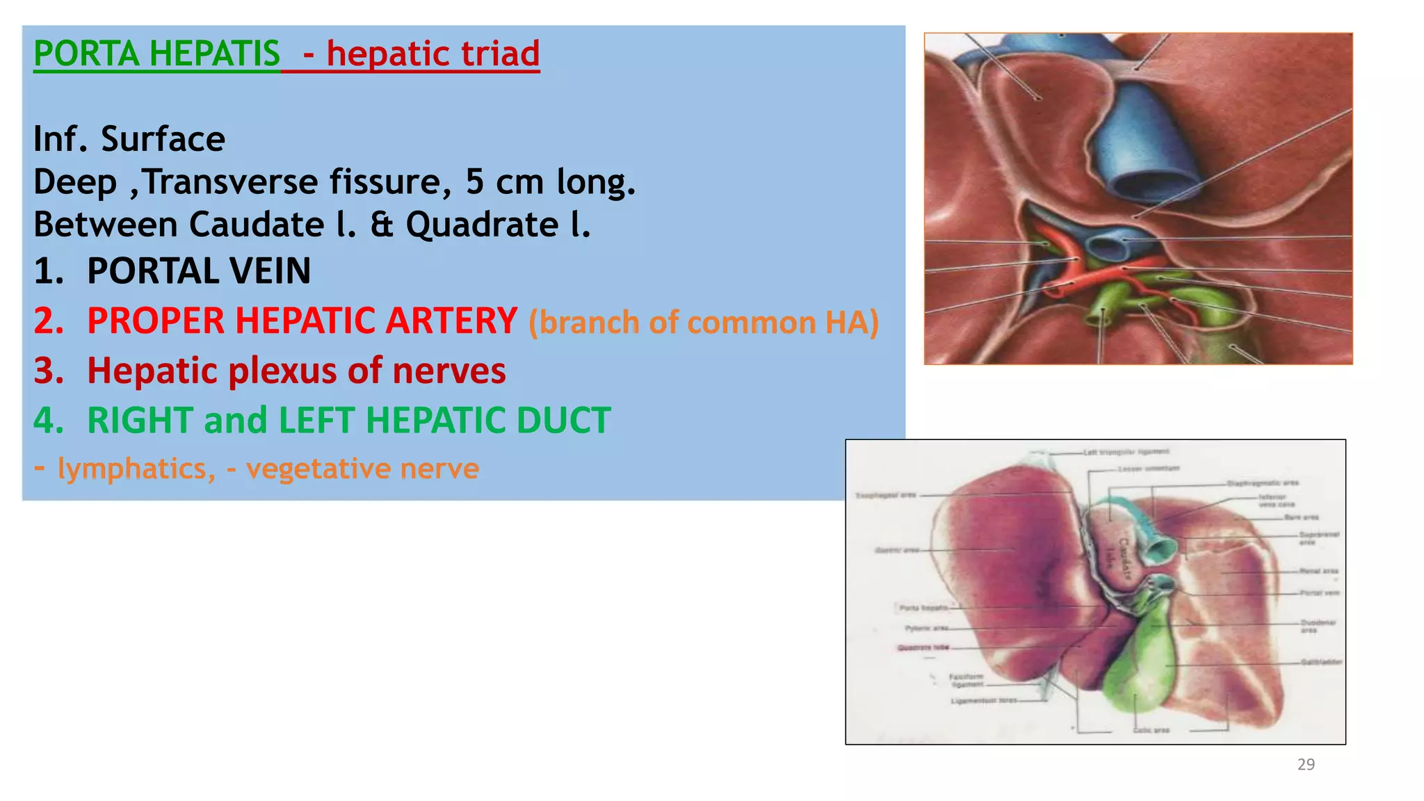 LIVER ANATOMY | PPTX